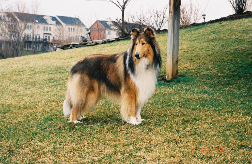 Whitemoor Collies – Collies, VA