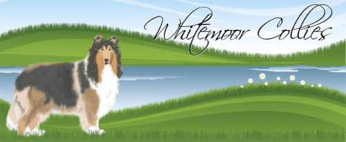 Puppies – Whitemoor Collies